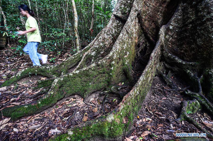 Scenery of tropical rainforest in south China's Hainan-China Story